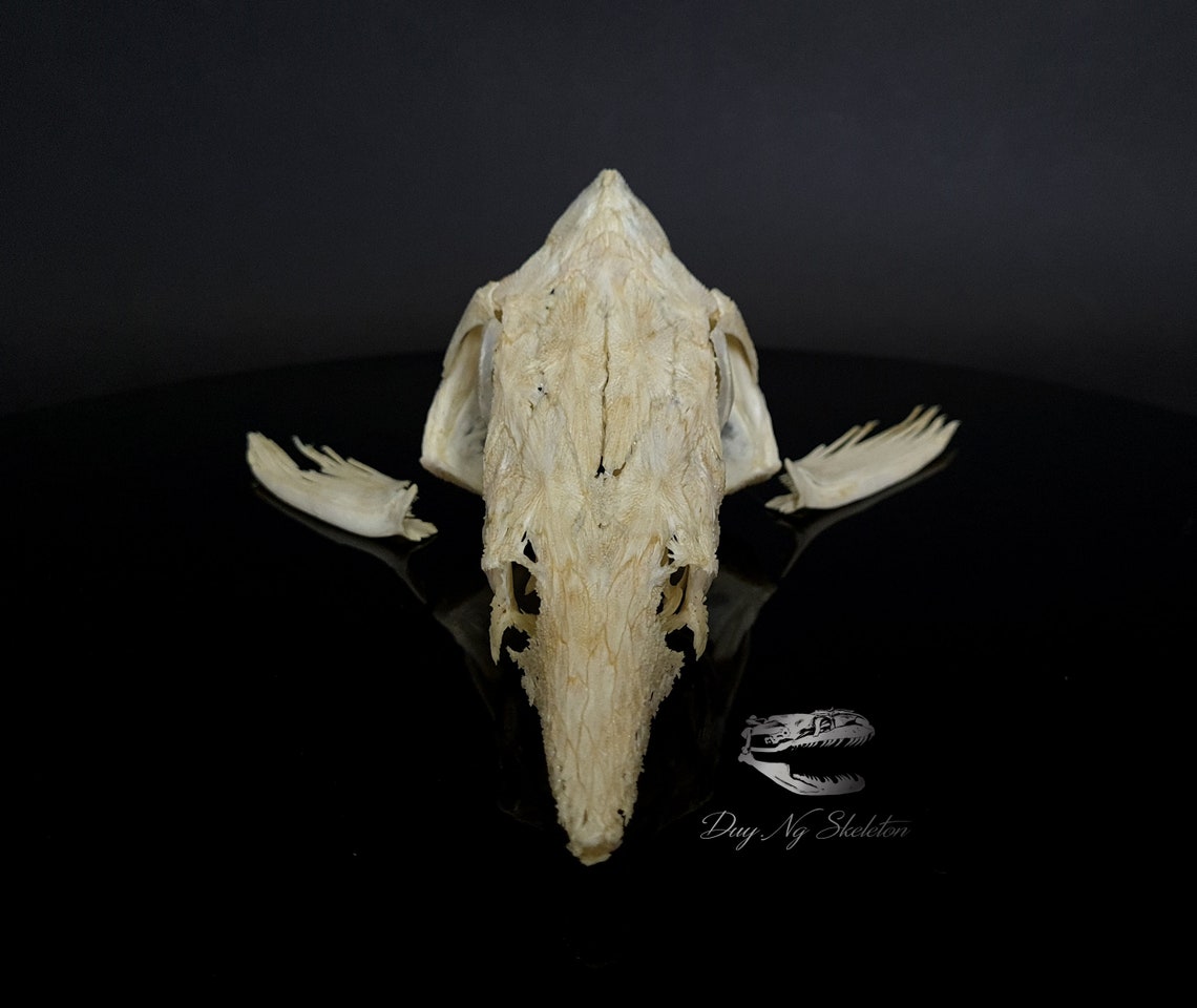 Real Sturgeon Skull Fish Taxidermy fish skull fish skeleton | Etsy