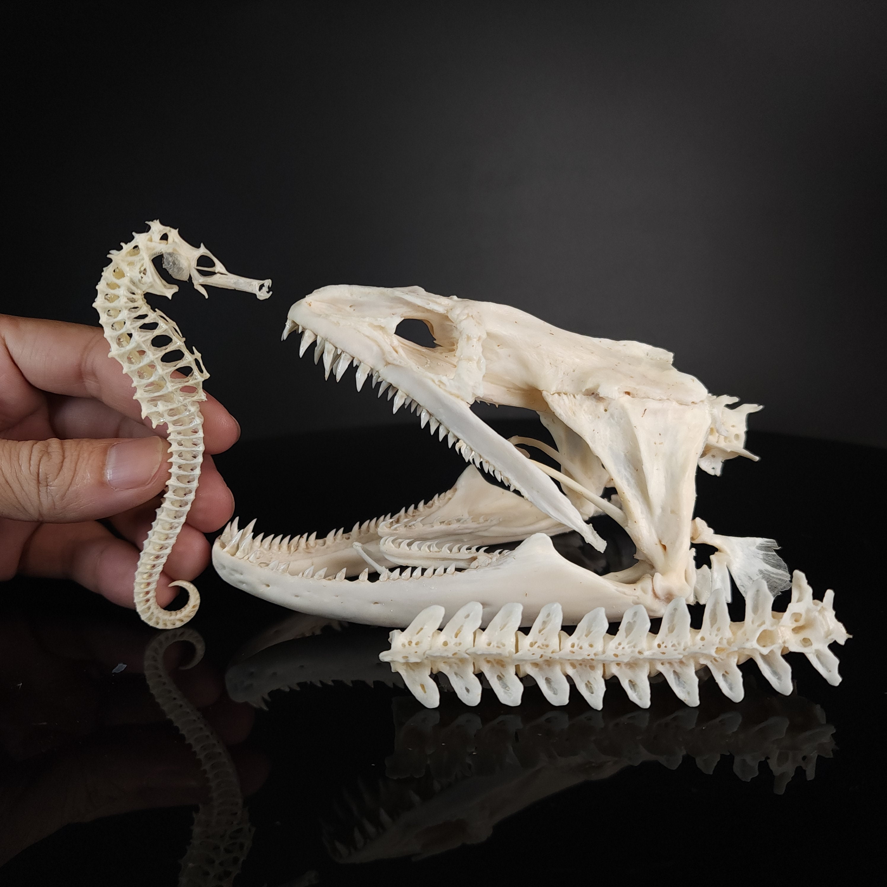 Real Moray Eel Skull 13 Cm Monster Fish Taxidermy Alien Jaw - Etsy