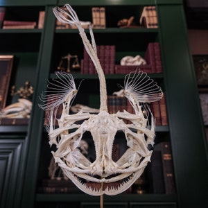 Real Monkfish Skeleton, Lophius, Frog Fish, Sea Devils Monster Fish ...