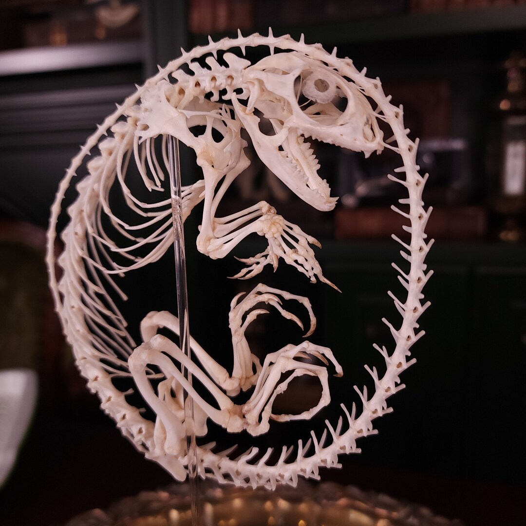Dinosaur Embryo Resembled From Real Butterfly Agama Skeleton Curled up ...