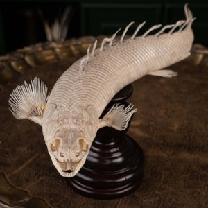 Real Senegal Bichir Fish Skeleton, Polypterus Senegalus, Real Dragon ...