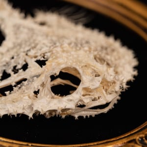 Real Starry Batfish Skeleton, Fish Taxidermy, Halieutaea Sp on Vintage ...