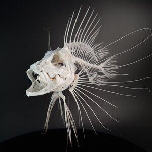 Real Lionfish Skeleton, Dendrochirus, Fish Taxidermy, on Display Base ...
