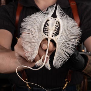 Stingray Skeleton Real Fish Taxidermy | Nautical Gothic Decor, Ocean ...