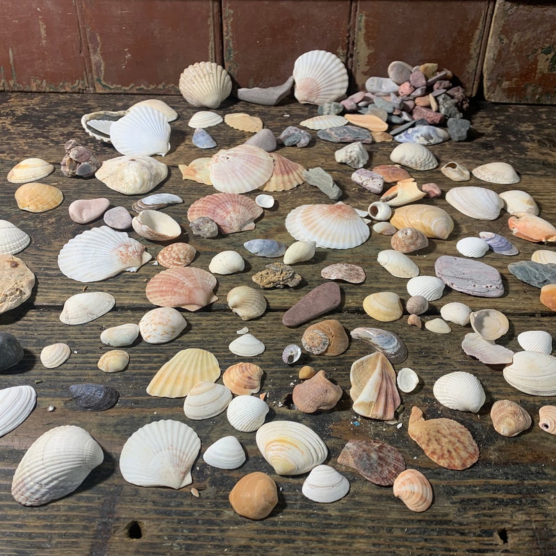 Large Seashell Wall Art - Etsy