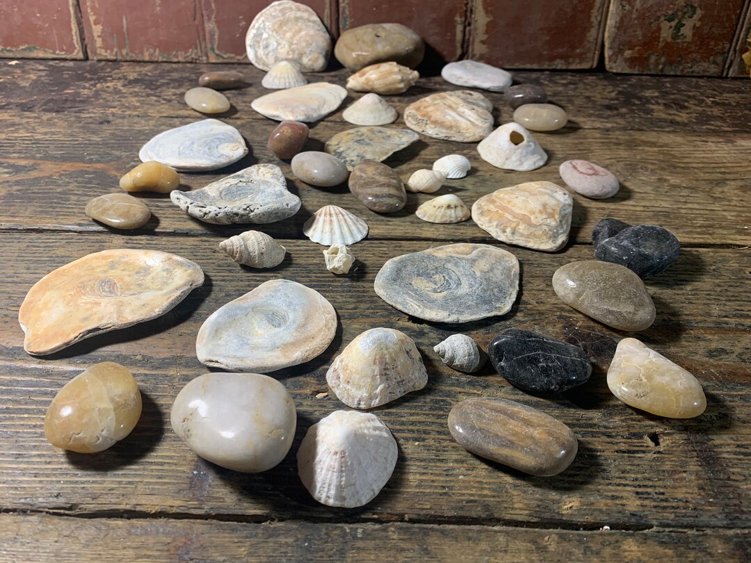 Large Seashells Pebbles X40 / COASTAL LIVING FINDS / 1.4kg Beachcombing ...