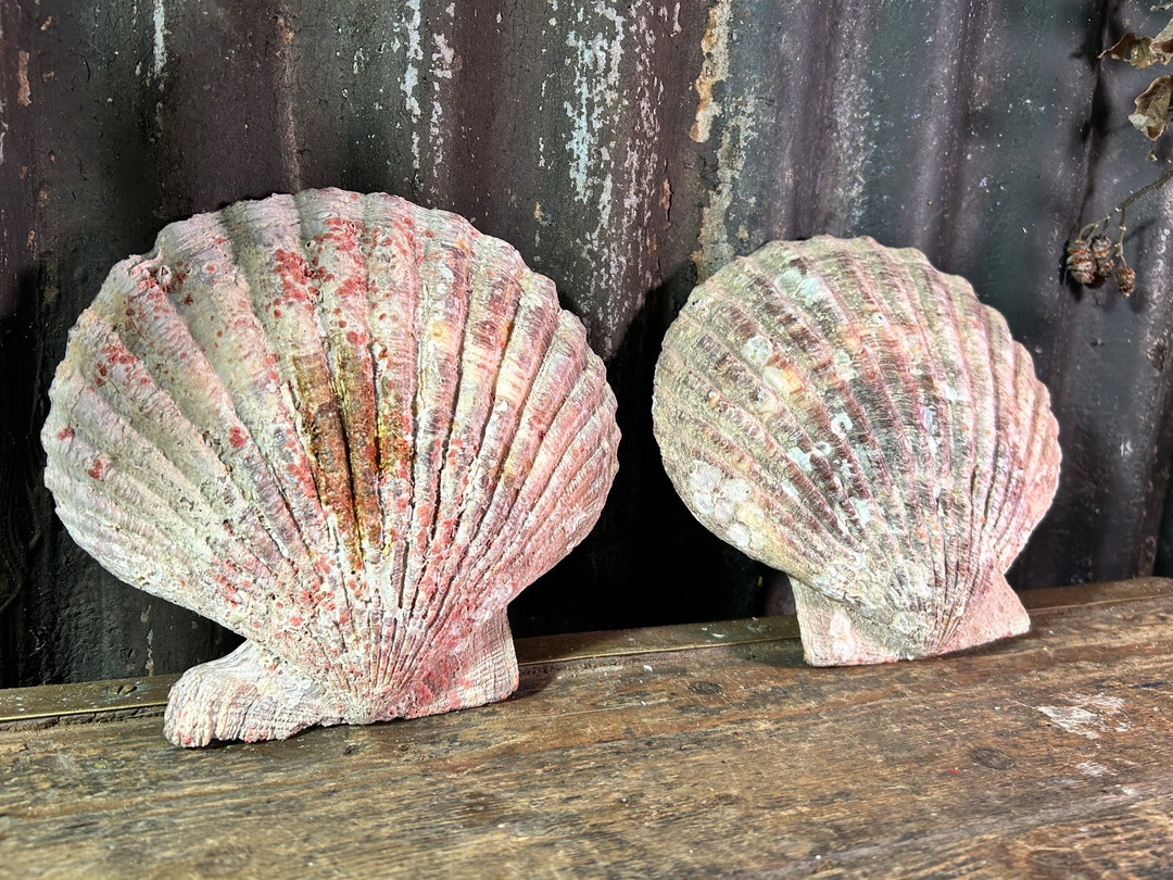 Large Seashells X9 / COASTAL LIVING FINDS / Beachcombing Scallop ...