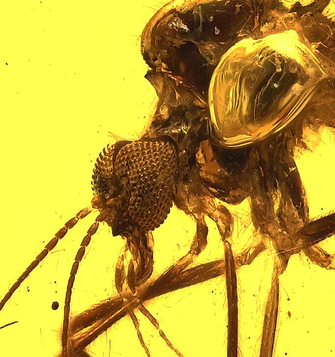 Super Detailed Mecoptera scorpionfly, Fossil Inclusion in Burmese Amber ...