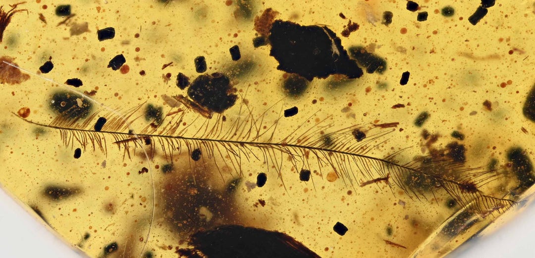 Detailed Aves Bird Feather, Fossil Inclusion in Burmese Amber - Etsy