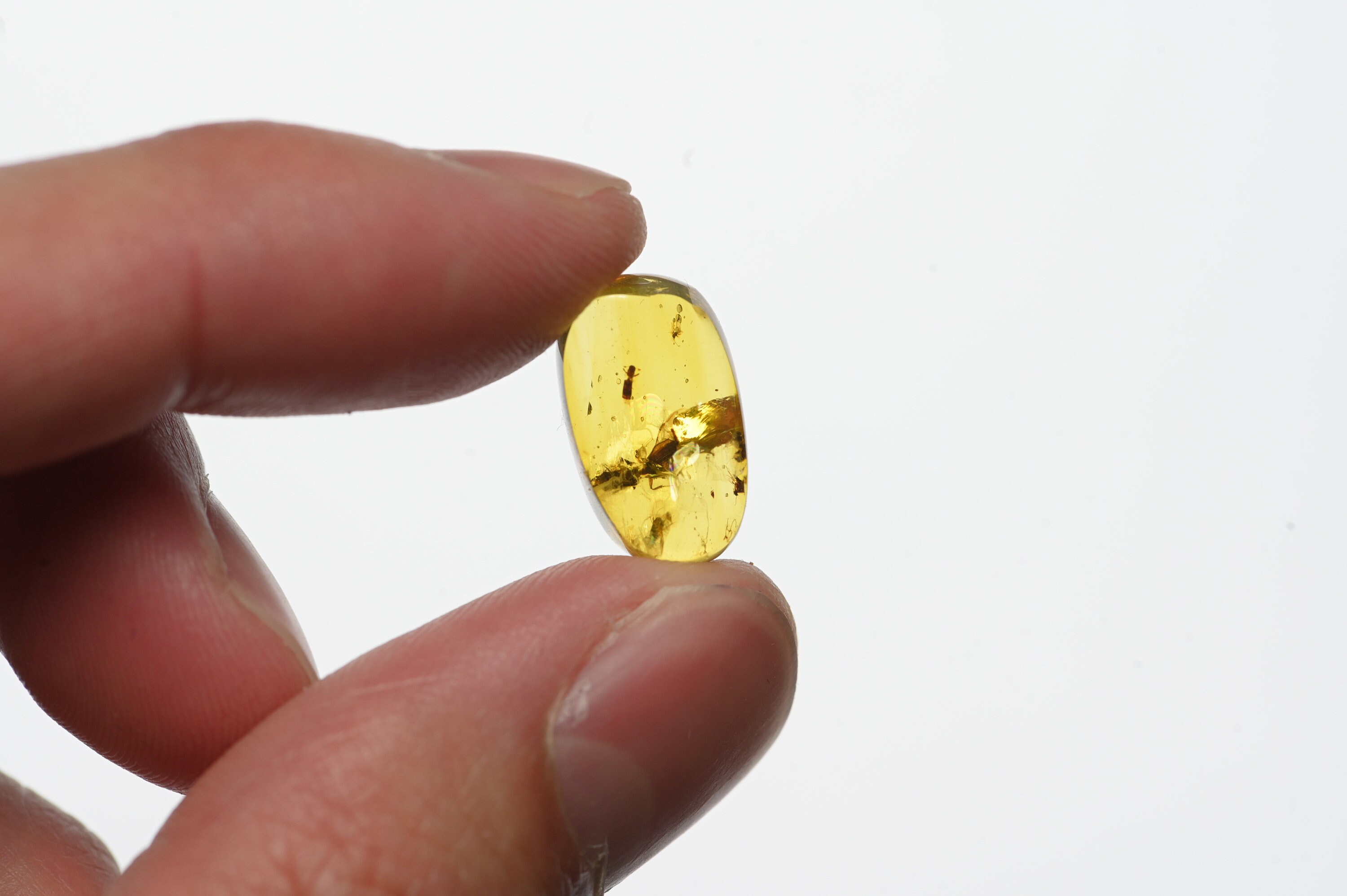 Detailed Passalopalpidae scarab Beetle Fossil Inclusion in - Etsy