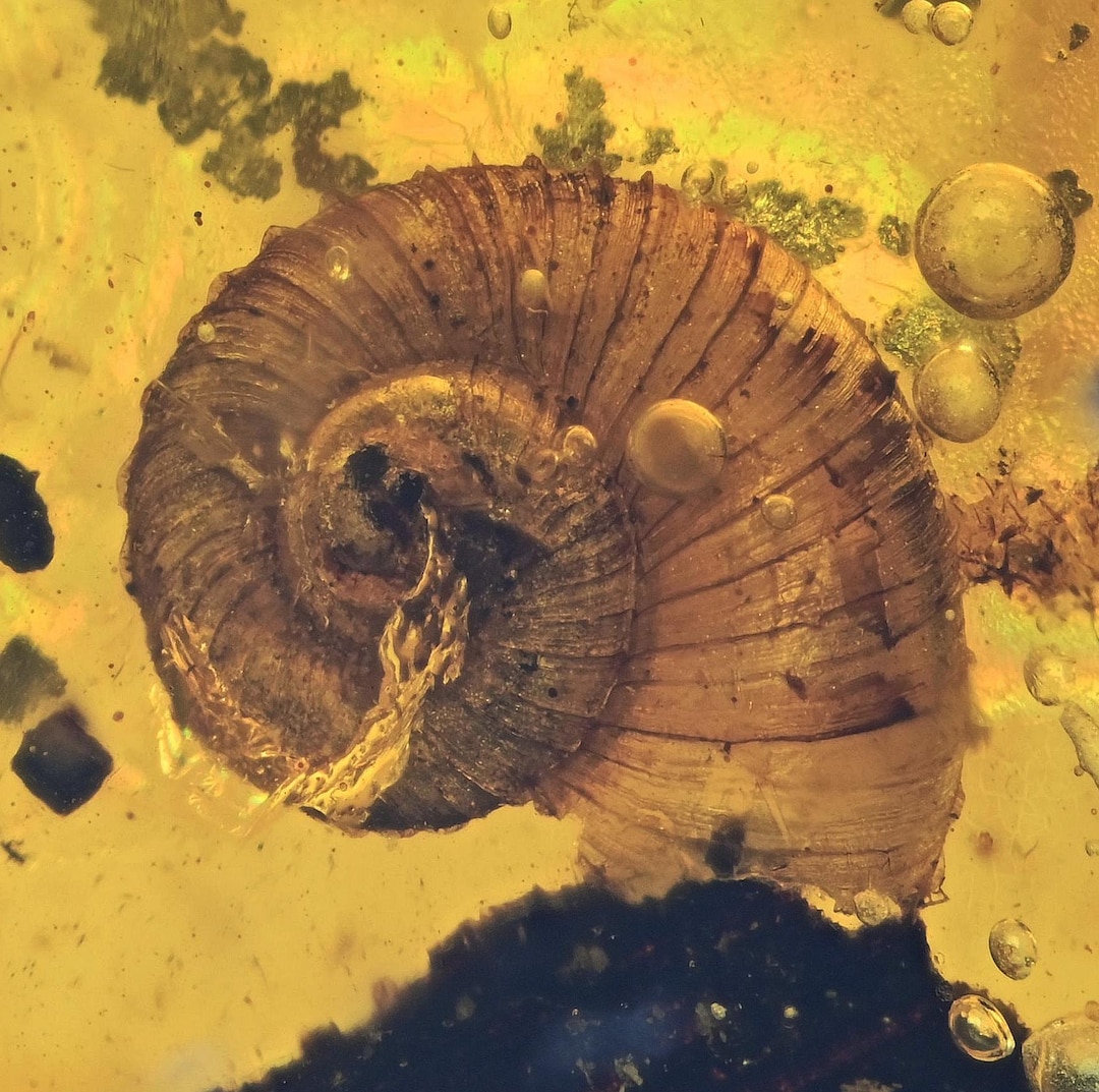 Rare Gastropoda land Snail, Fossil Inclusion in Burmese Amber - Etsy