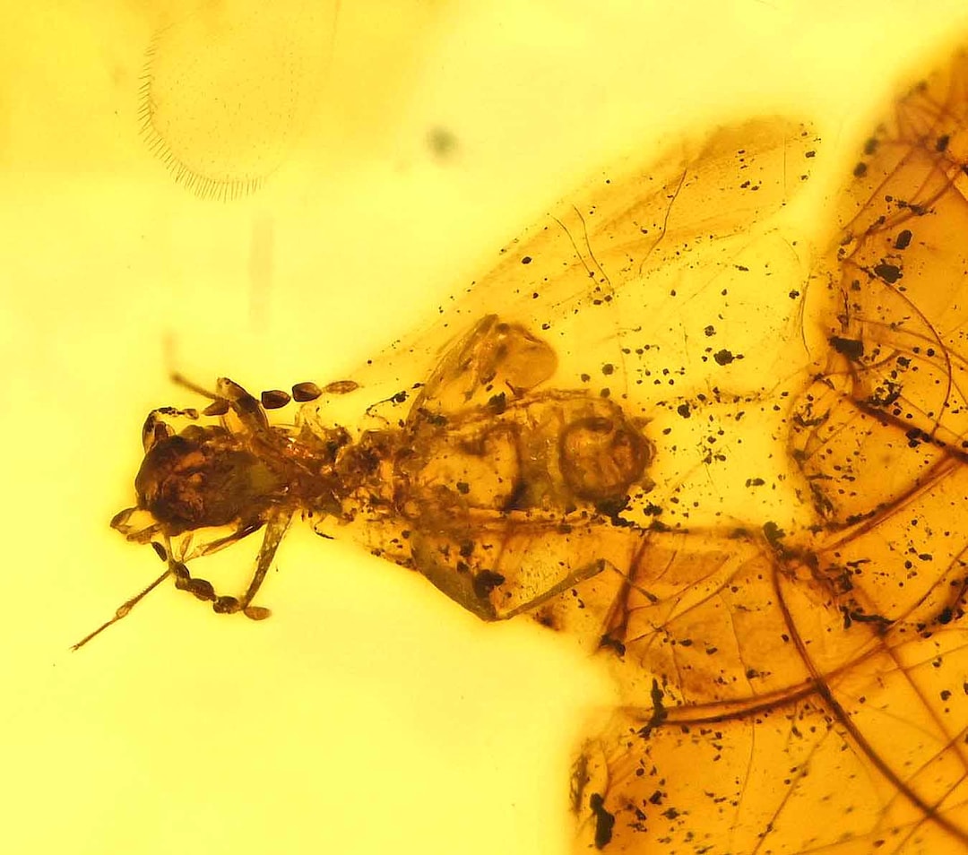 RARE Zoraptera (angel Insect), Fossil Inclusion in Burmese Amber - Etsy
