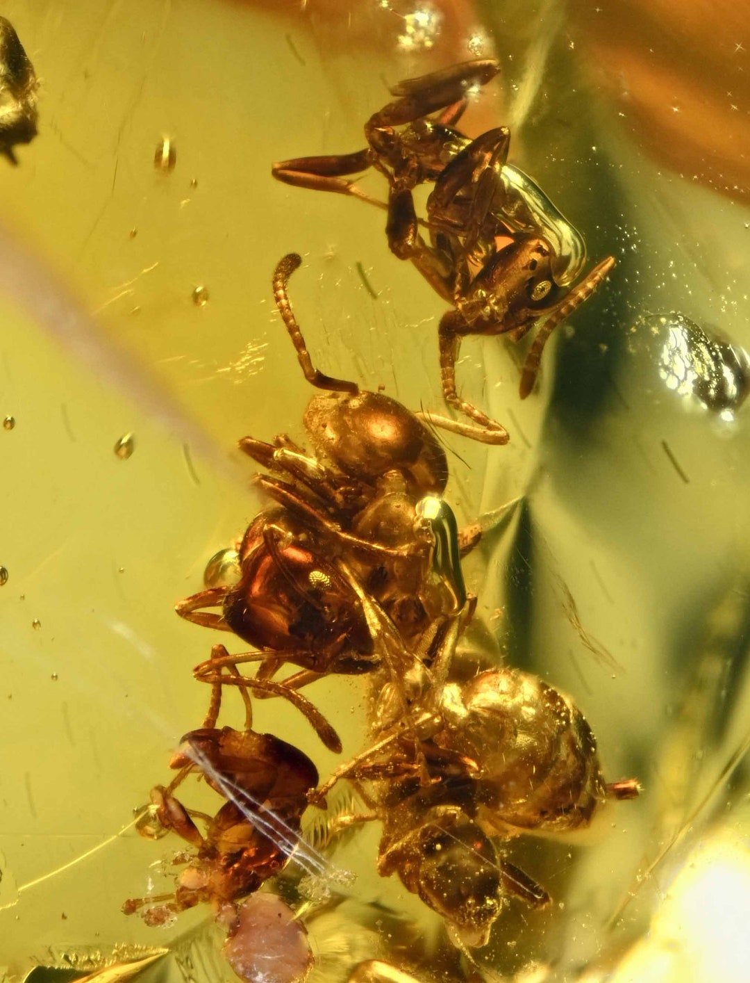 Pairs of Ants Helping Each Other Out of Resin, in Dominican Amber - Etsy