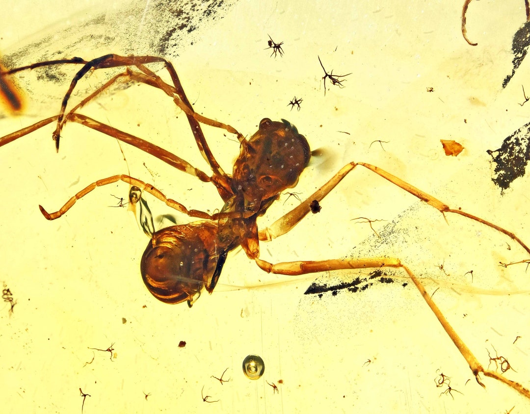 Extinct Large Ant With Stinger Fossil Inclusion in Burmese - Etsy