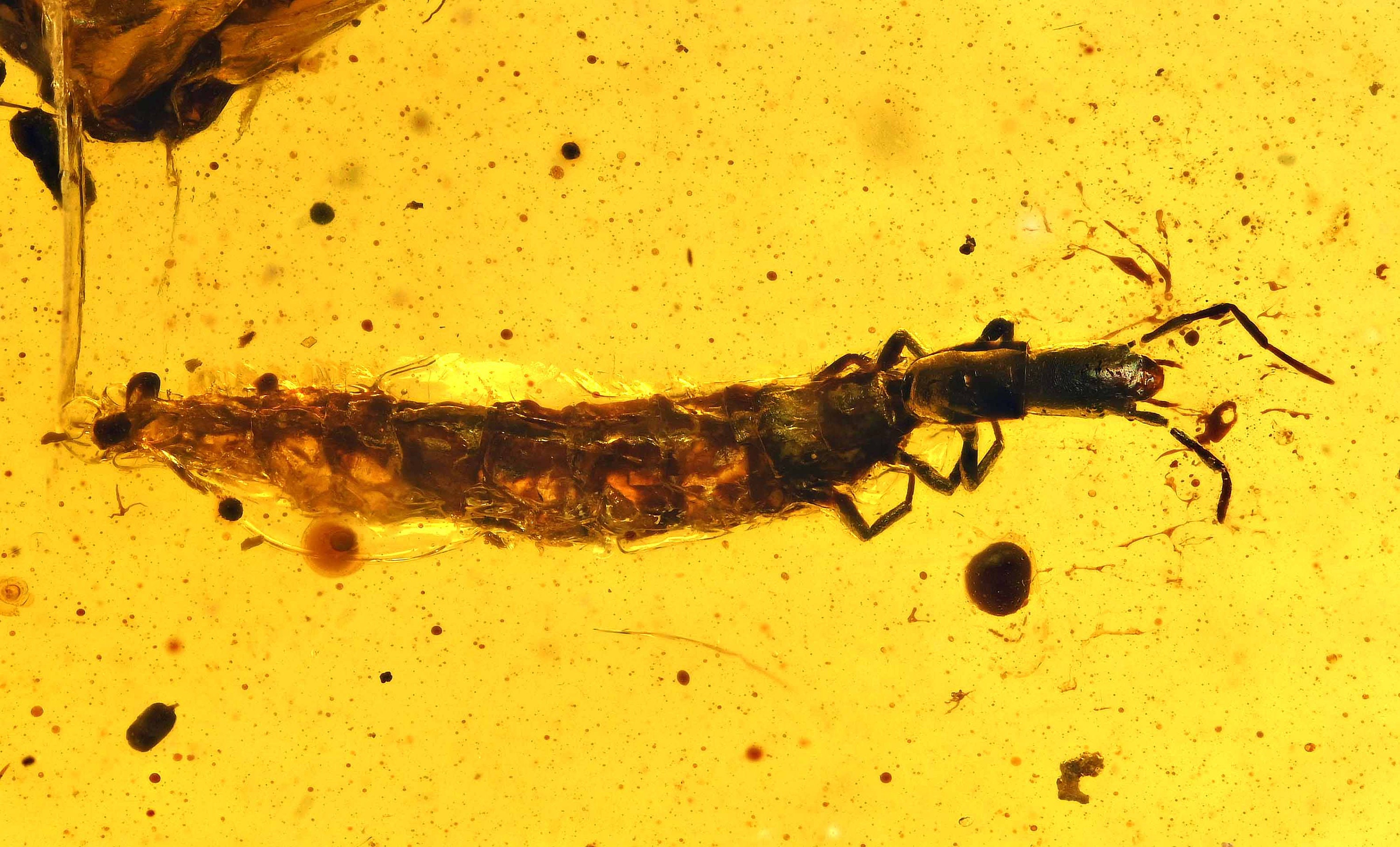 Rare Raphidioptera Larva snakefly Fossil Inclusion in - Etsy