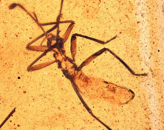 Scarce Phasmatodea (walking Stick), Fossil Inclusion in Burmese Amber ...