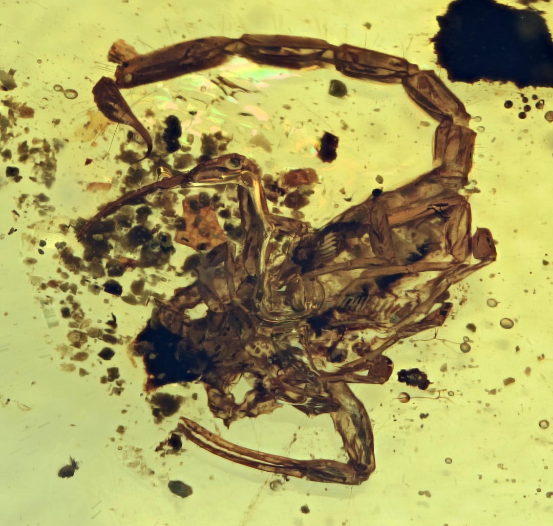 Rare Complete Scorpion, Fossil Insect Inclusions in Burmese Amber - Etsy