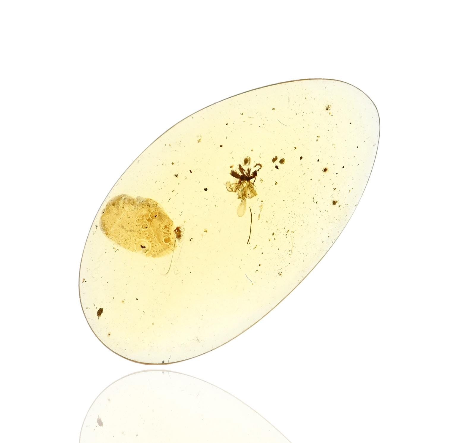 RARE Zoraptera angel Insect, Fossil Insect Inclusion in Burmese Amber ...