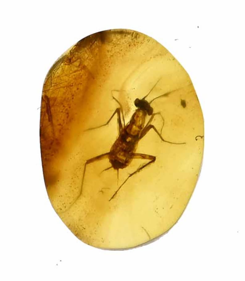 Rare Juvenile Mantodea (praying Mantis), Fossil Inclusion in Burmese ...