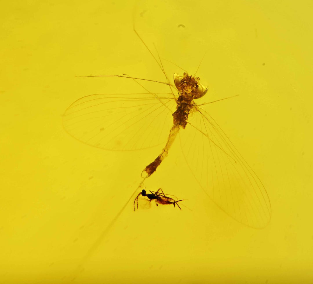 Detailed Ephemeroptera mayfly, Fossil Inclusion in Dominican Amber - Etsy