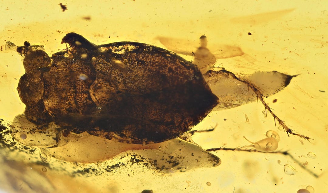 Rare Gelastocoridae (toad Bug), Fossil Insect Inclusions in Burmese ...