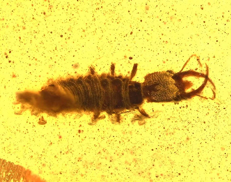 Rare Detailed Neuroptera (lacewing) Larva, Fossil Inclusion in Burmese ...