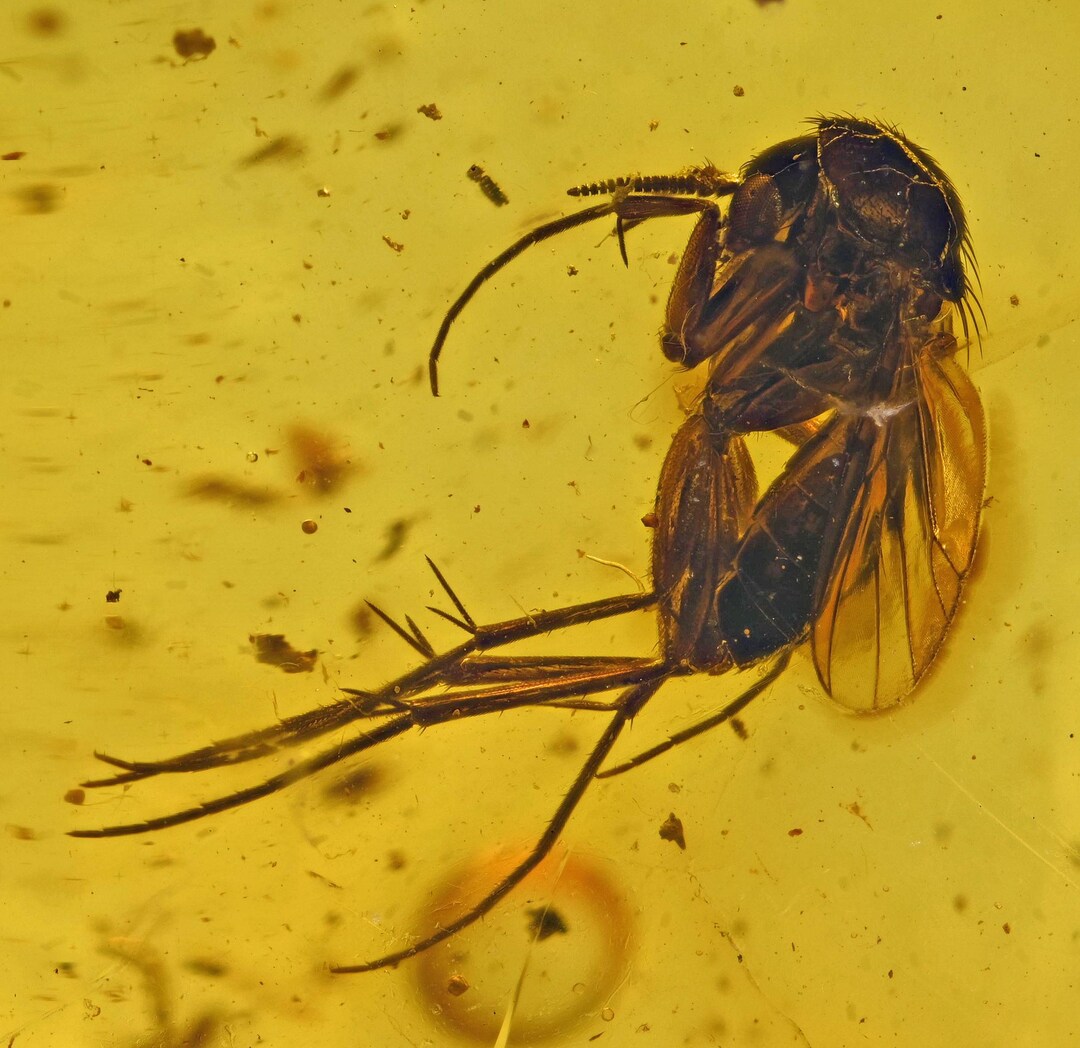 Detailed Mycetophilidae (fungus Gnat) Fossil Insect Inclusion, Baltic ...