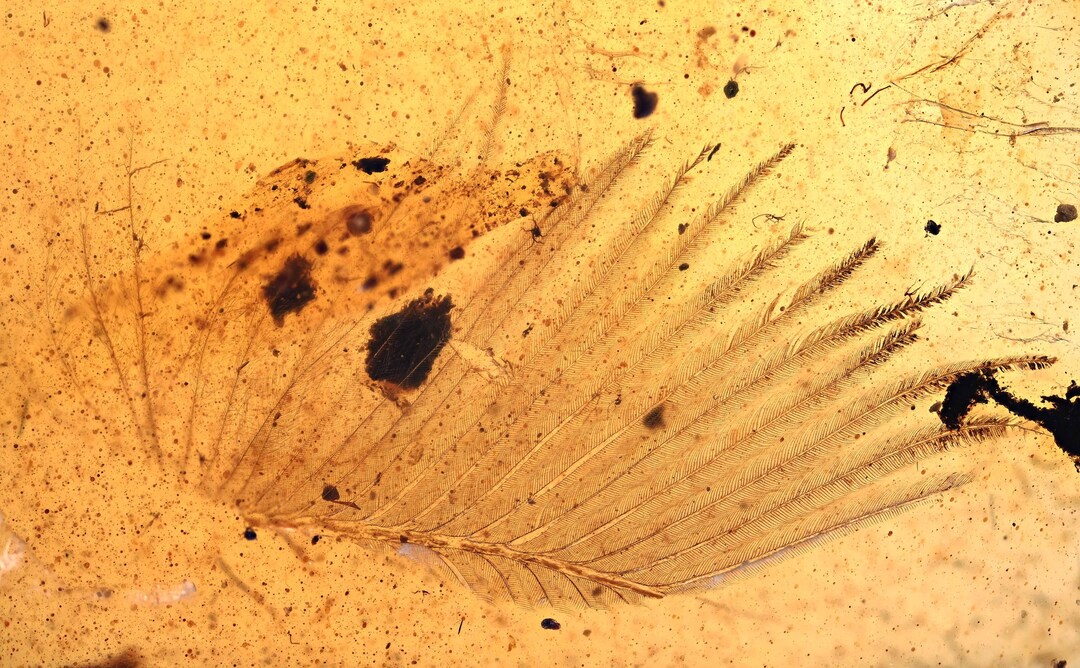Rare Aves Bird Feather, Fossil Inclusion in Burmese Amber - Etsy