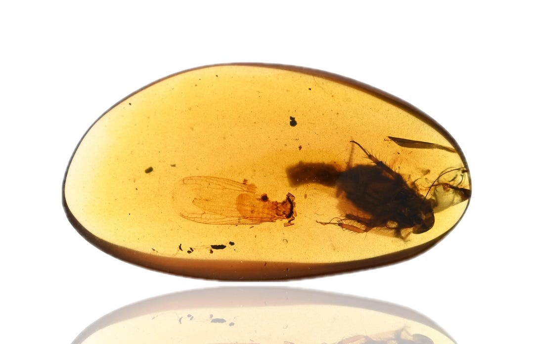 SUPER RARE! Cockroach Laying Egg Sac, Fossil Insect Inclusion in ...