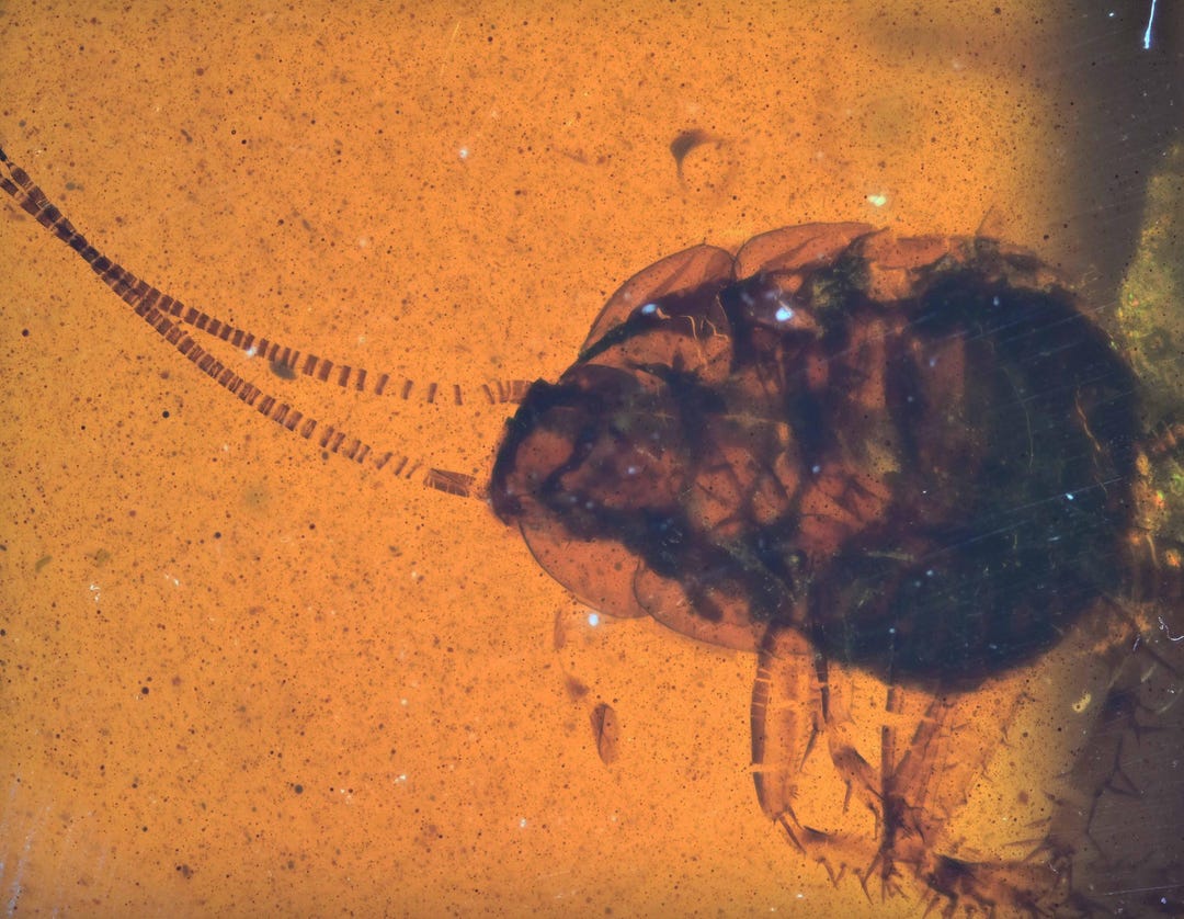 Blattodea (cockroach), Fossil Inclusion in Burmese Amber - Etsy