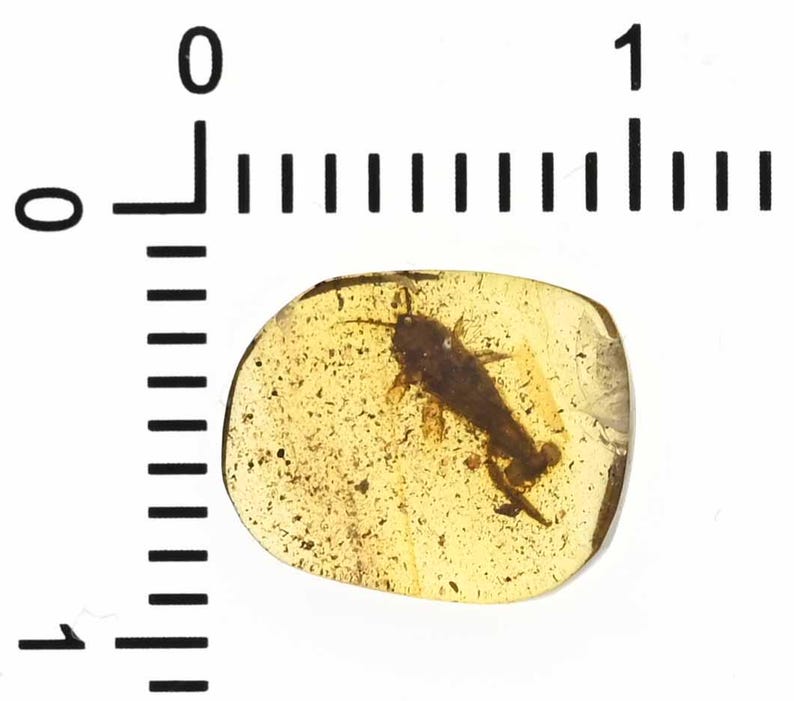 Rare Mantodea (praying Mantis), Fossil Inclusion in Burmese Amber - Etsy