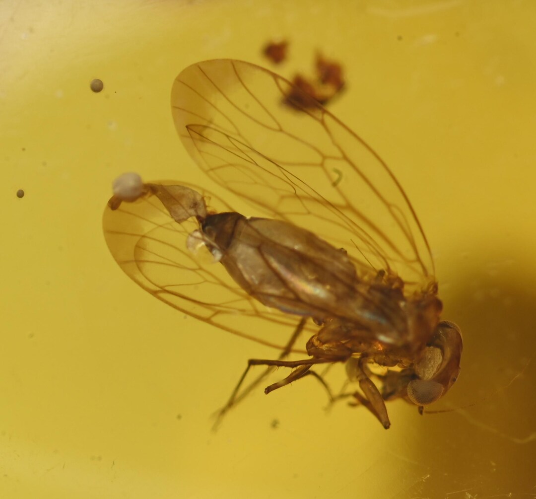 Psocoptera (booklice) With Bivalves, Fossil Insect Inclusion in Burmese ...