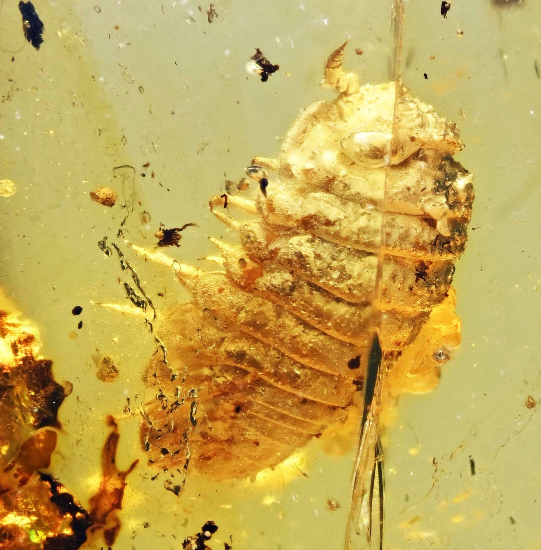 Terrestrial Crustacean isopod, Fossil Inclusion in Burmese Amber - Etsy
