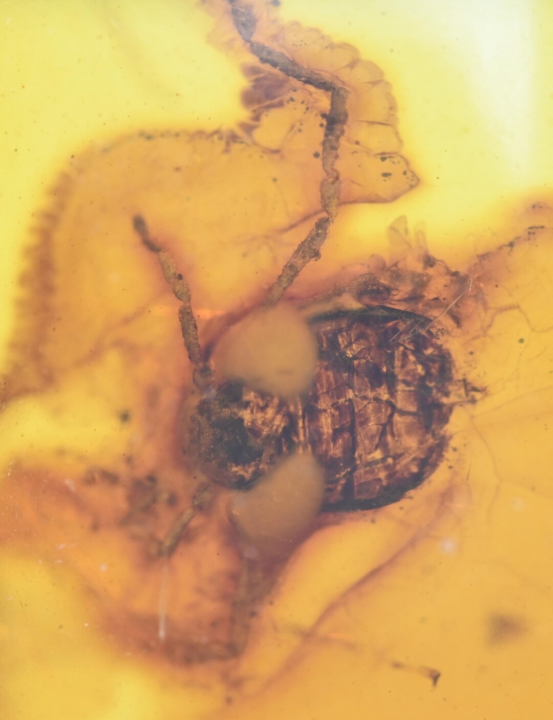 Rare Ricinulei (hooded Tick-spiders), Fossil Insect Inclusion in ...