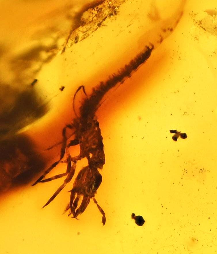 Rare Raphidioptera Larva (snakefly), Fossil Inclusion in Burmese Amber ...