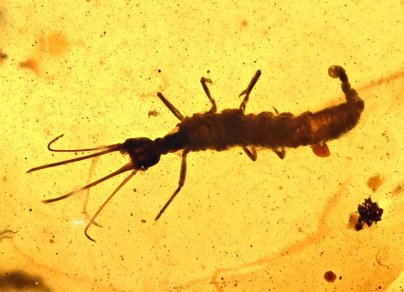 Rare Detailed Neuroptera lacewing Larva Fossil Inclusion in - Etsy