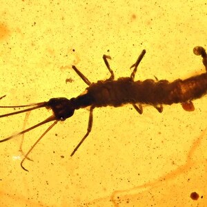 Rare Detailed Neuroptera lacewing Larva Fossil Inclusion in - Etsy