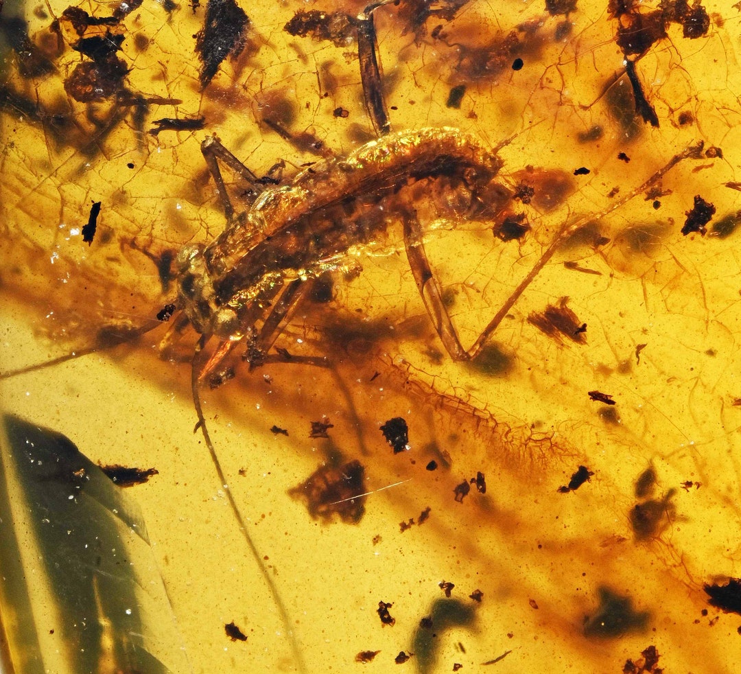 Detailed Orthoptera Nymph cricket Fossil Inclusion in - Etsy