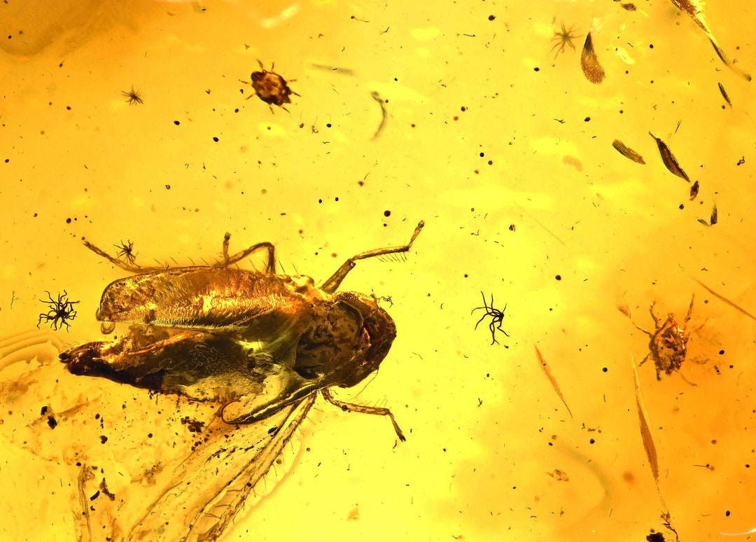Detailed Cicadoidea cicada With 2 Mites Fossil Inclusion in - Etsy