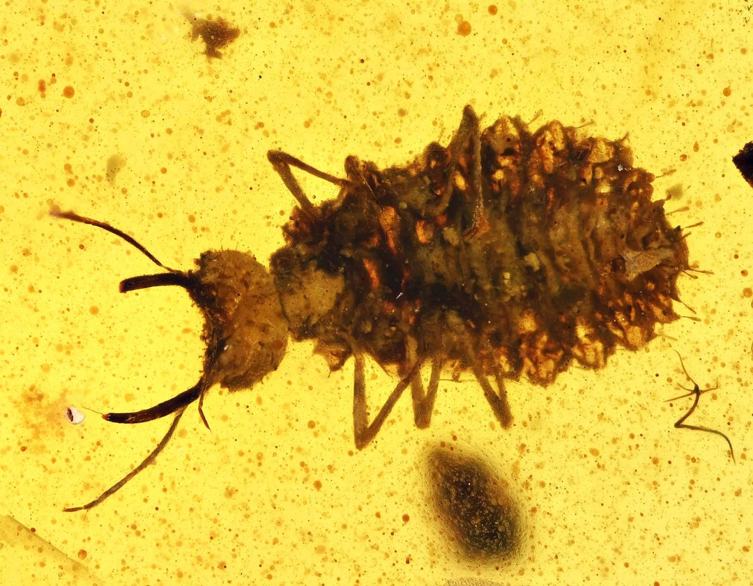 Rare Larva, Fossil Inclusion in Burmese Amber - Etsy