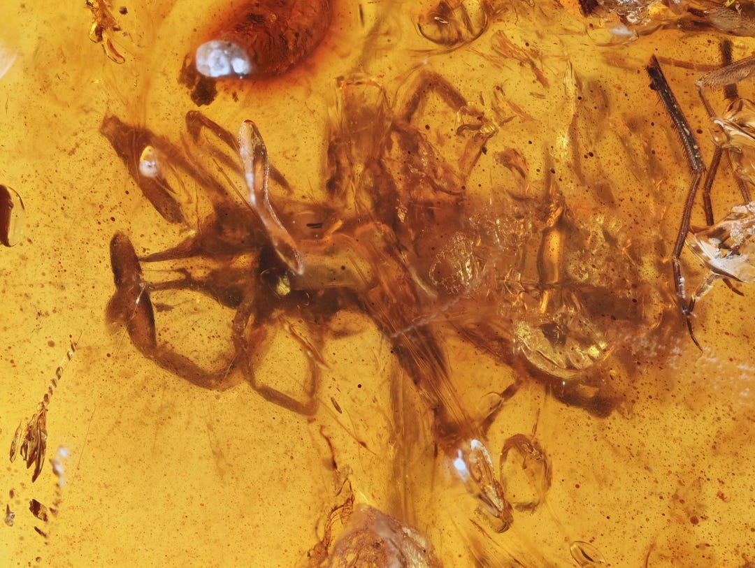Rare Solifugae camel Spider, Fossil Inclusion in Burmese Amber - Etsy