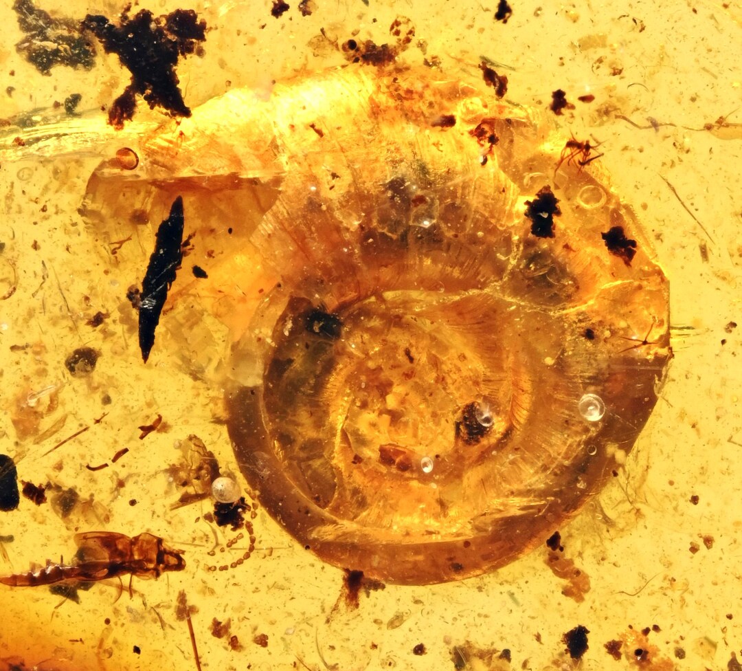 Scarce Gastropoda (land Snail), Fossil Inclusion in Burmese Amber - Etsy