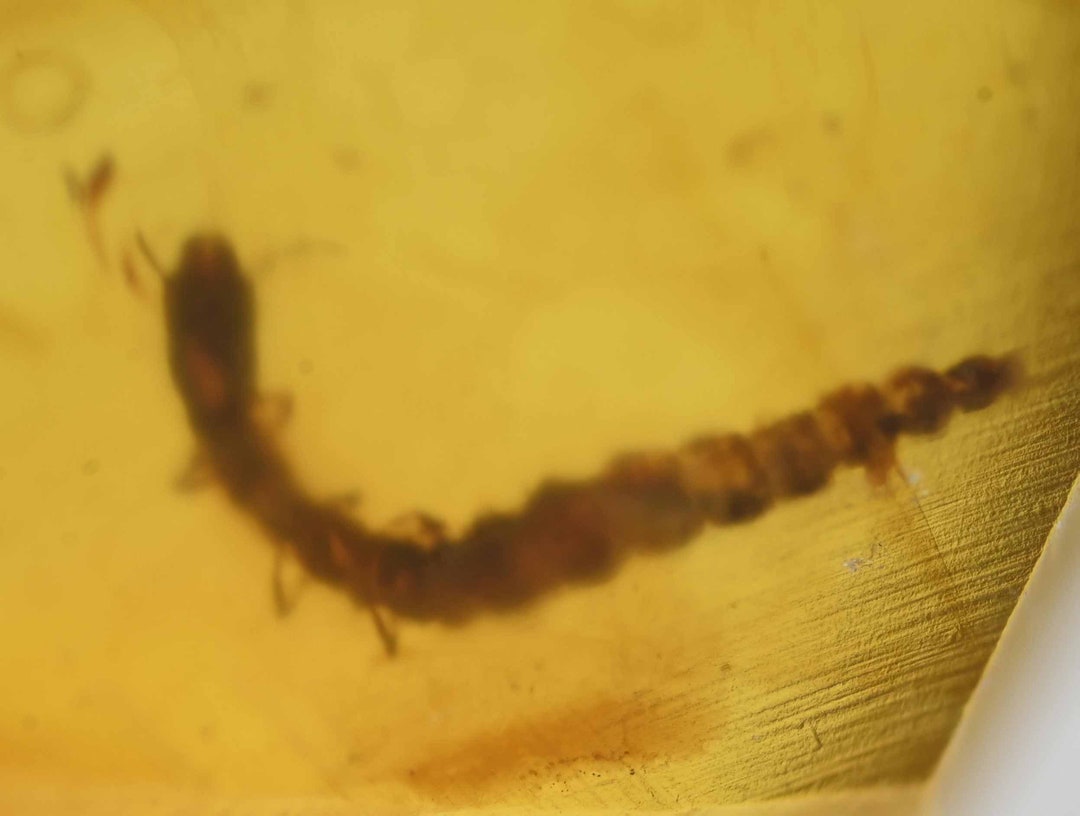 Rare Raphidioptera Larva snakefly, Fossil Inclusion in Burmese Amber - Etsy