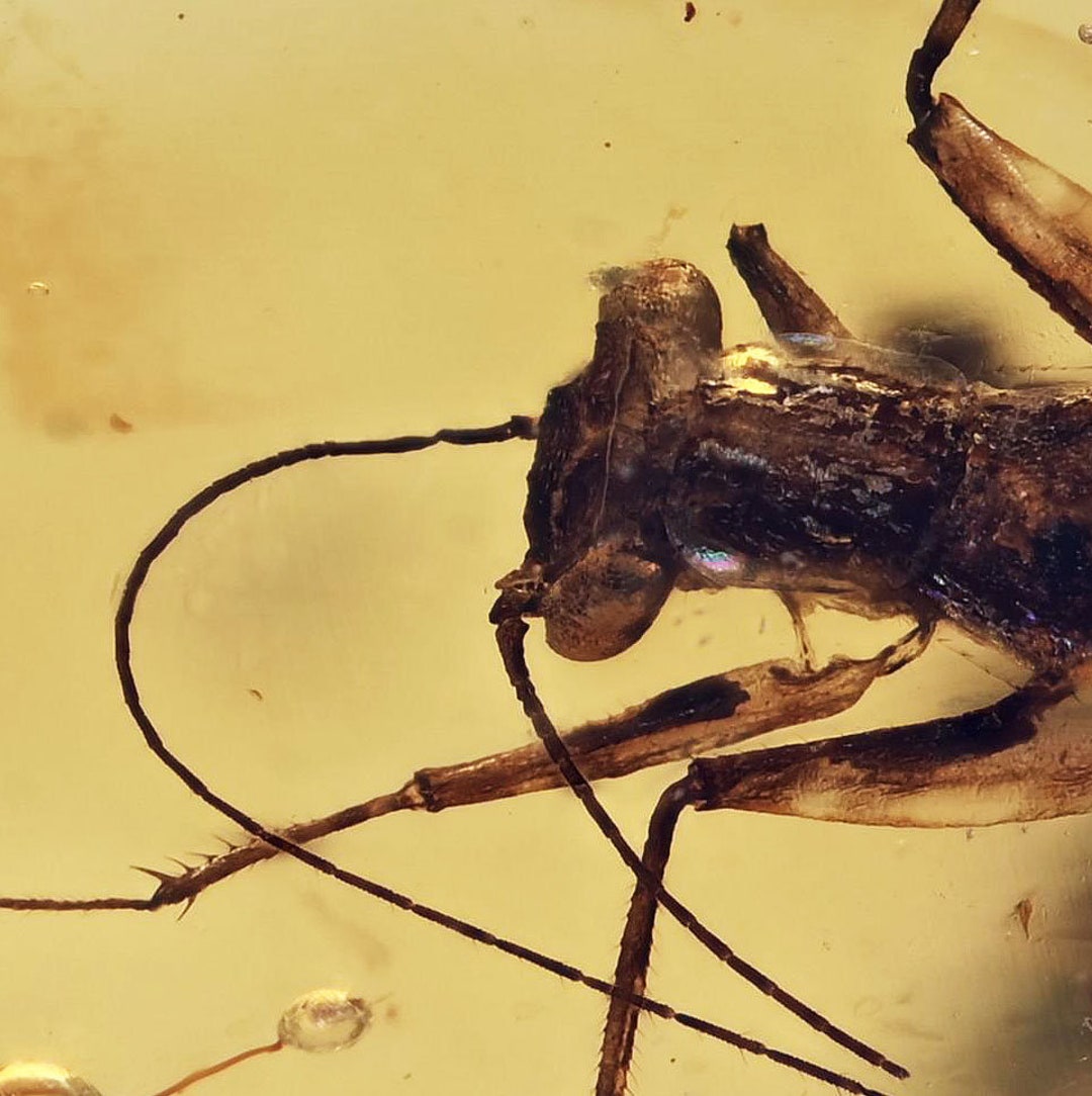 Rare Juvenile Mantodea (praying Mantis), Fossil Inclusion in Burmese ...