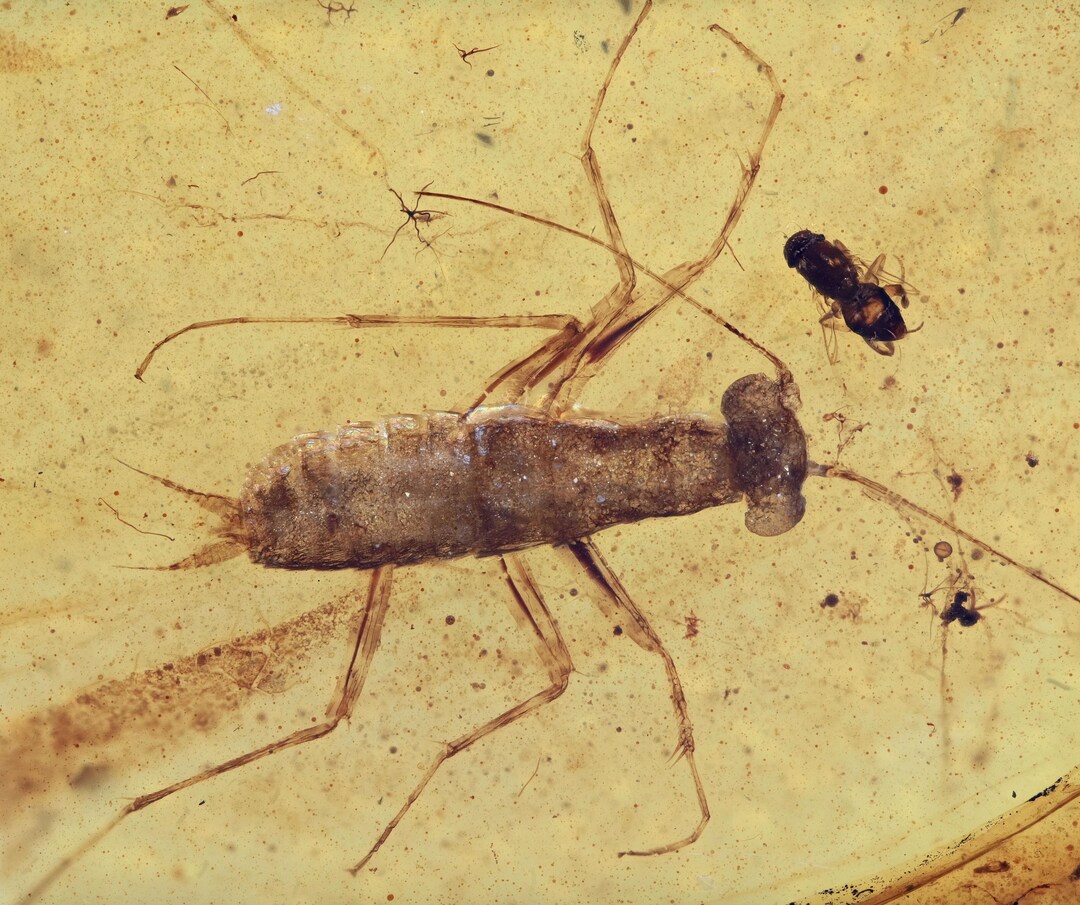 Rare Juvenile Mantodea (praying Mantis) Fossil Insect Inclusion in ...