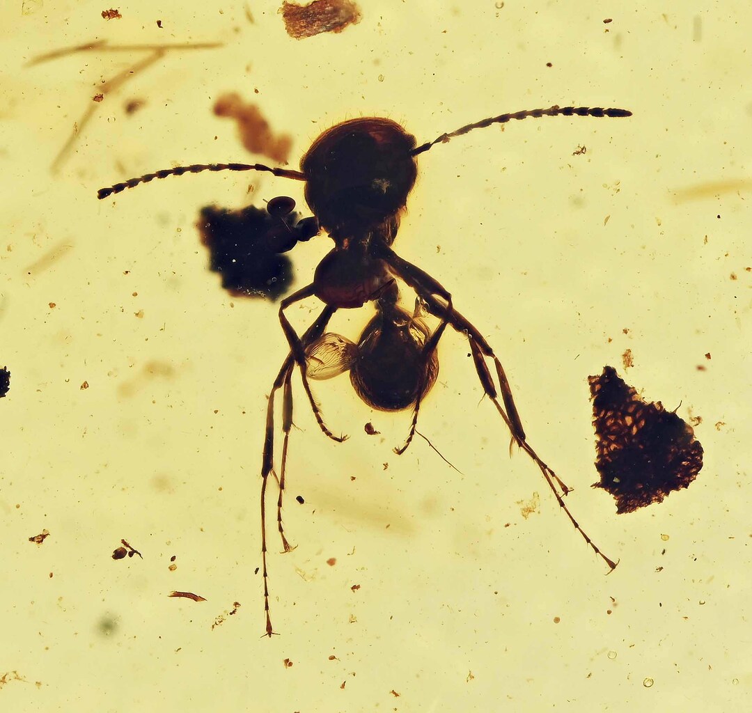 Extinct Sphecomyrma Ant, Fossil Inclusion in Burmese Amber - Etsy