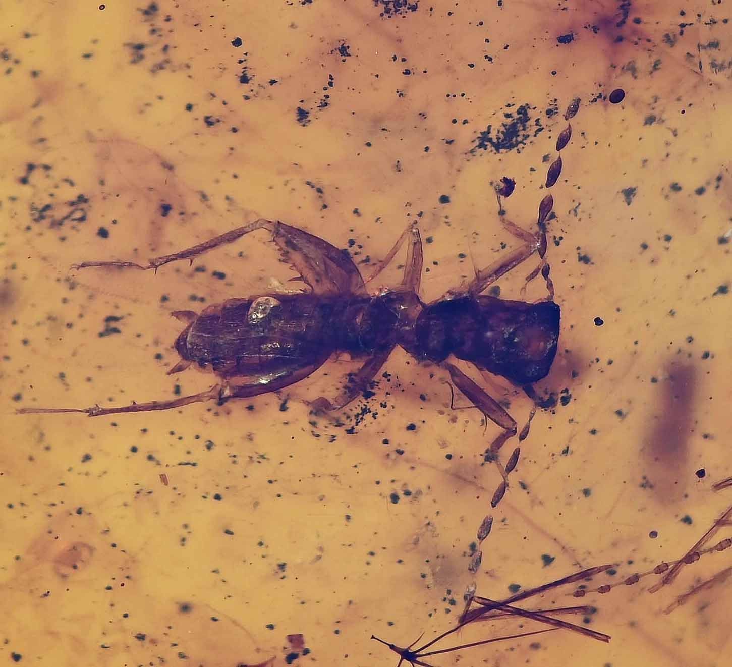 RARE Zoraptera angel Insect Fossil Inclusion in Burmese - Etsy