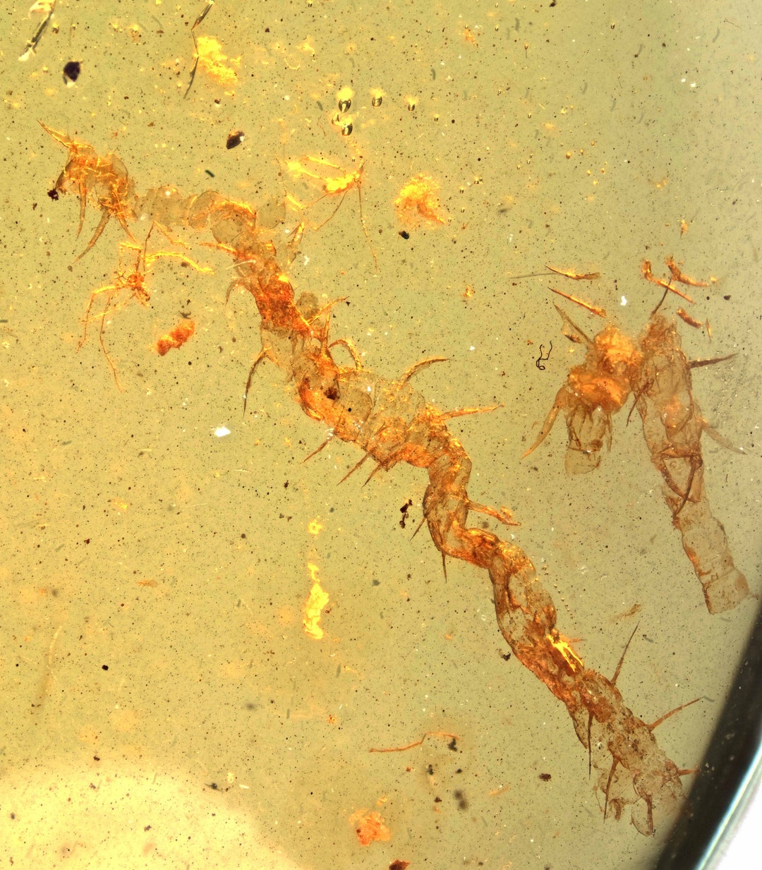 Rare Myriapoda centipede Fossil Inclusion in Burmese Amber - Etsy