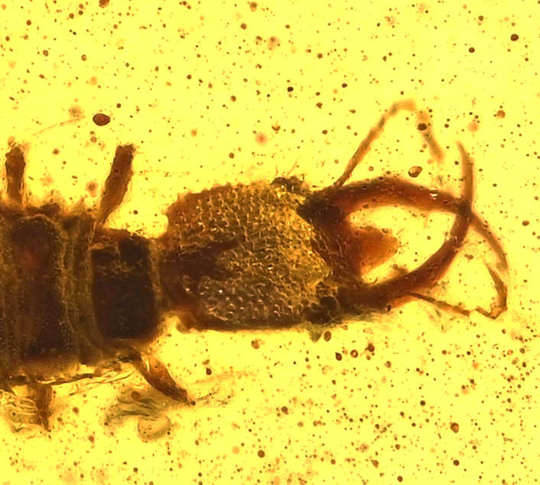 Rare Detailed Neuroptera lacewing Larva, Fossil Inclusion in Burmese ...