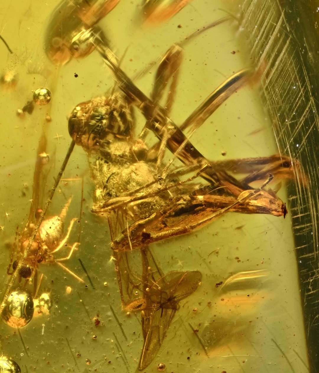 Rare Wasp With Ovipositor Tucked Under, Fossil Inclusion in Dominican ...